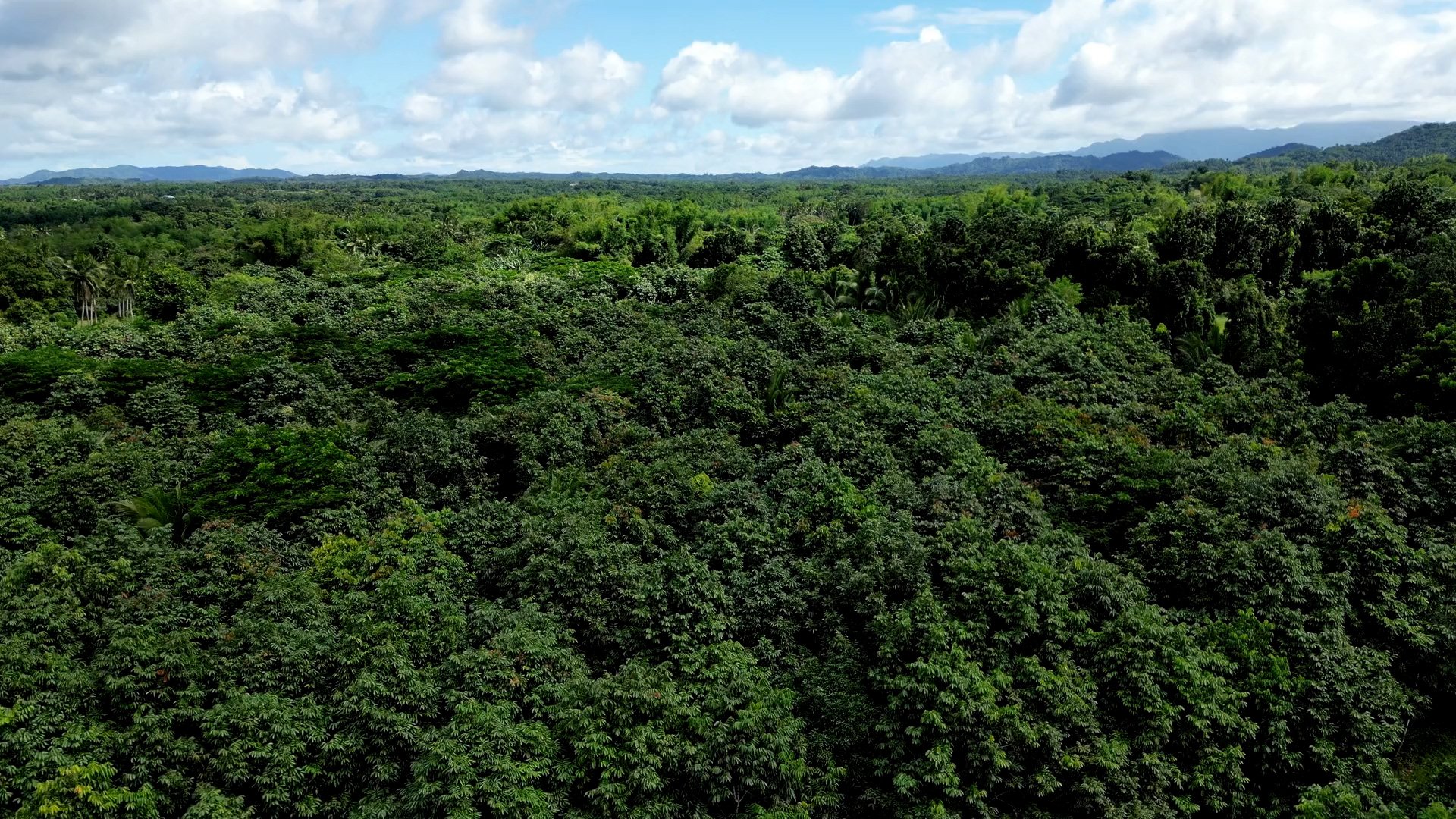 Bulgari Parfums: A Commitment to a Magnificent Tomorrow | Bulgari